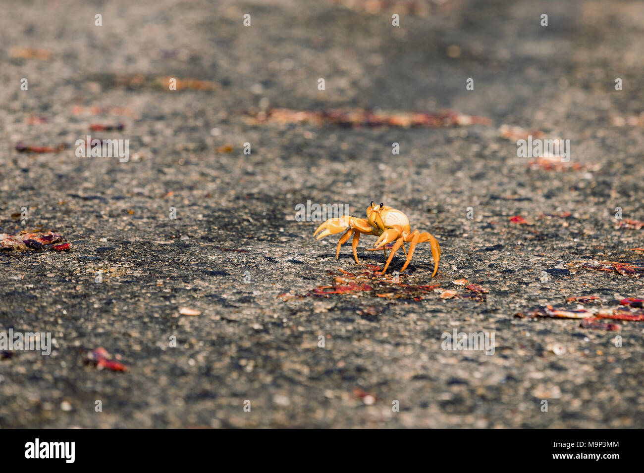 Gecarcinus Ruricola Migration High Resolution Stock Photography and ...