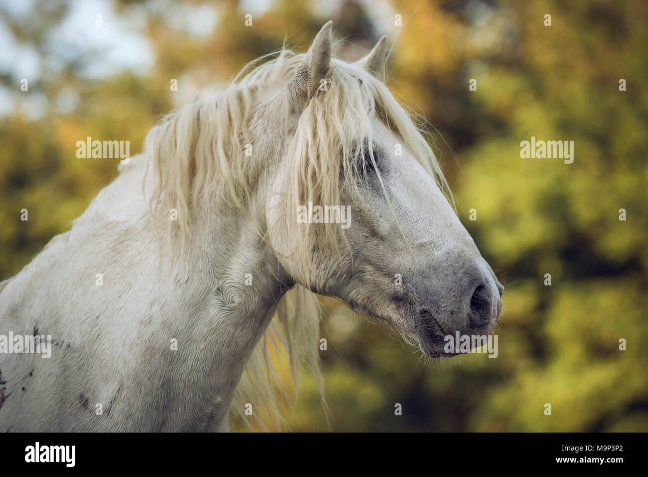 Camargue stallion (Equus), animal portrait, Stallion, France Stock ...