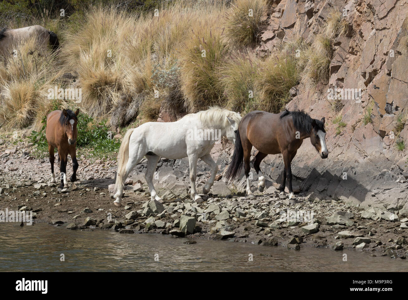 Wild Horses Along the Salt River in Arizona Stock Photo - Alamy