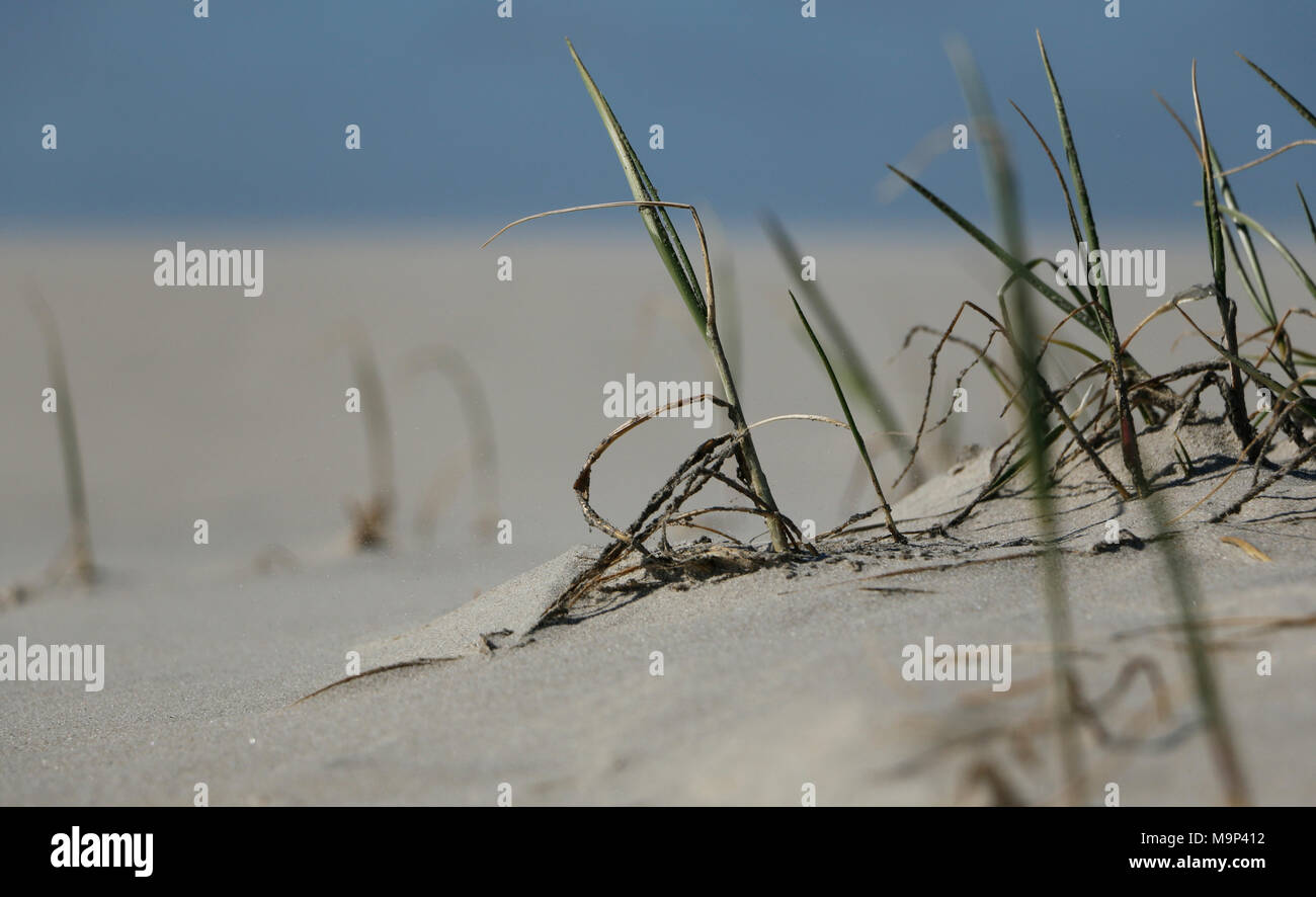 marram grass or sand reed at the beach Stock Photo - Alamy