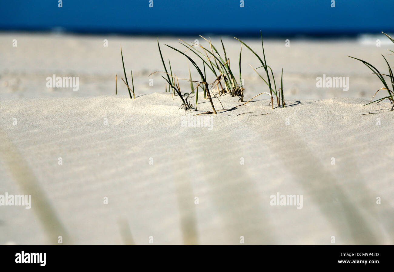 marram grass or sand reed at the beach Stock Photo - Alamy