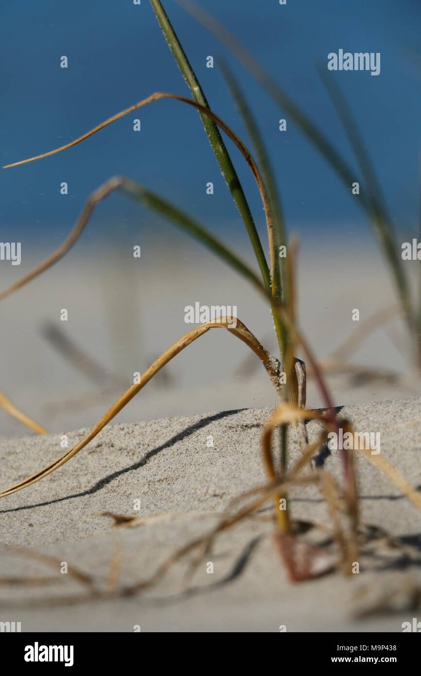 Sea sand reed ammophila arenaria hi-res stock photography and images ...