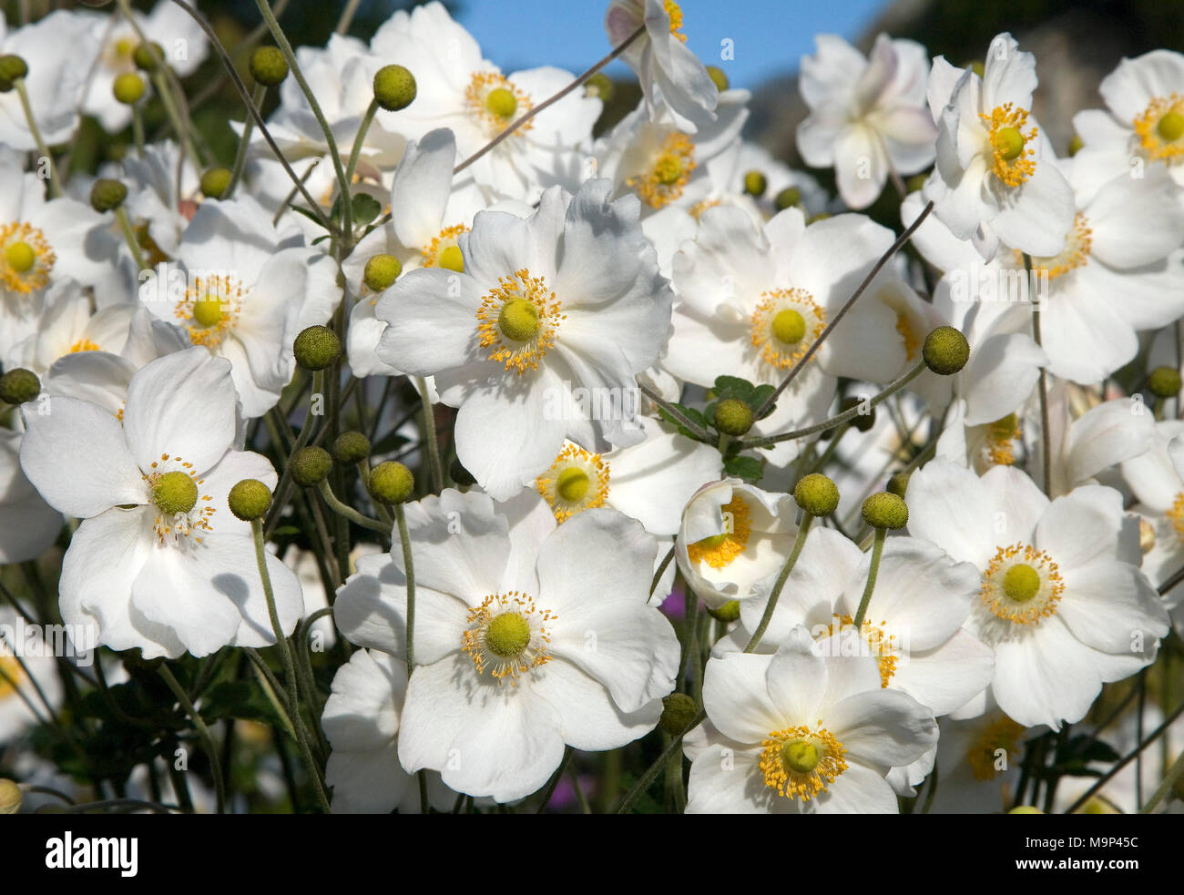 White chinese anemones anemone hupehensis hi-res stock photography and ...