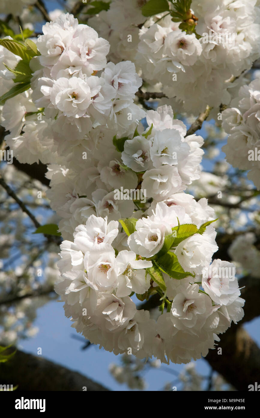 Flowering cherry tree with white flowers, detail, Germany Stock Photo ...