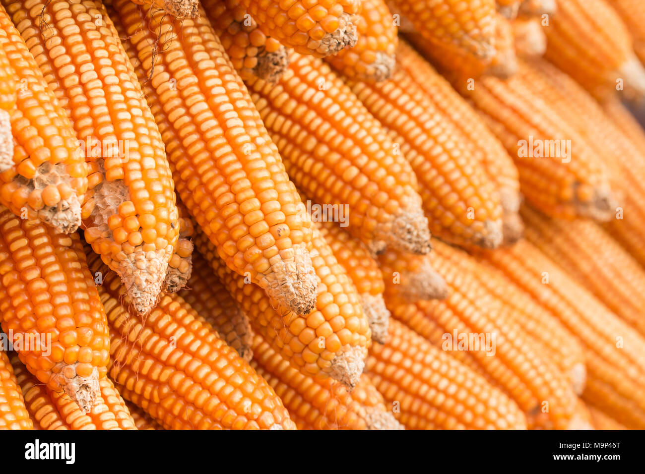 Sheath of corn hi-res stock photography and images - Alamy
