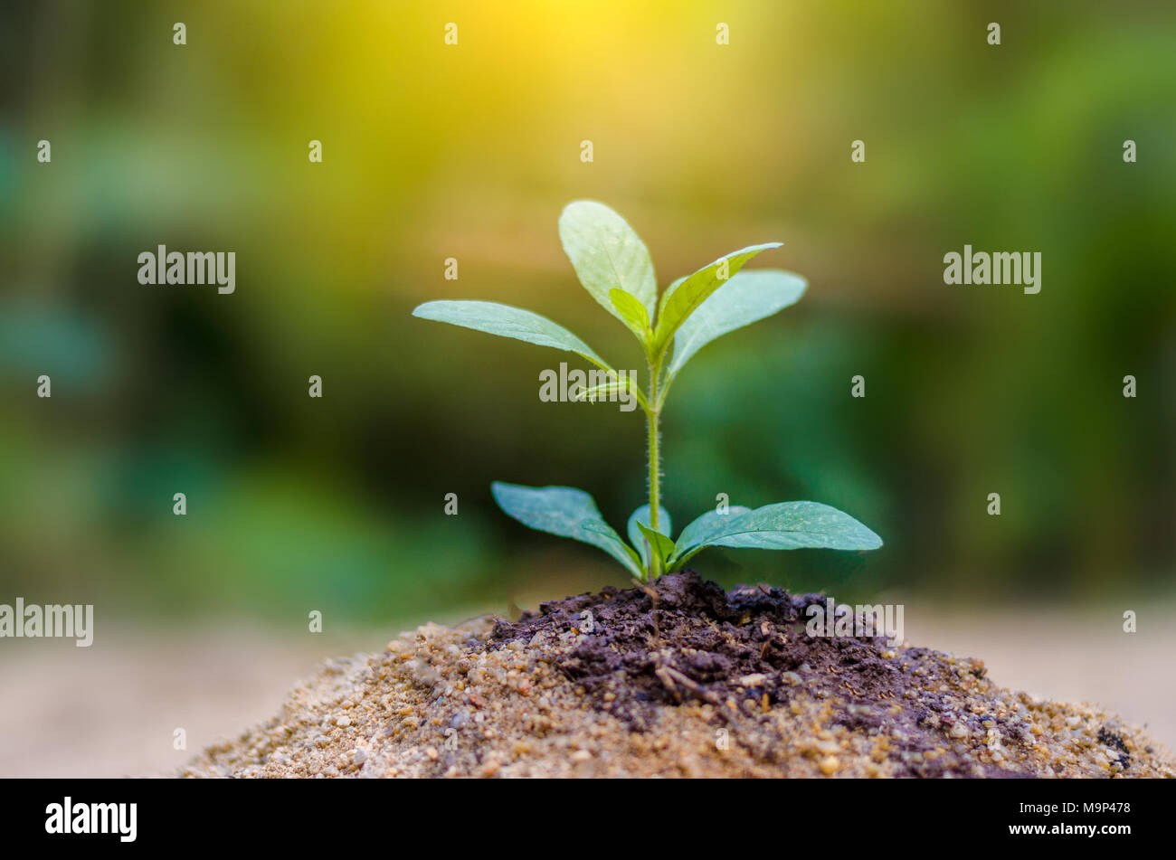 Planting seedlings young plant in the morning light on nature ...