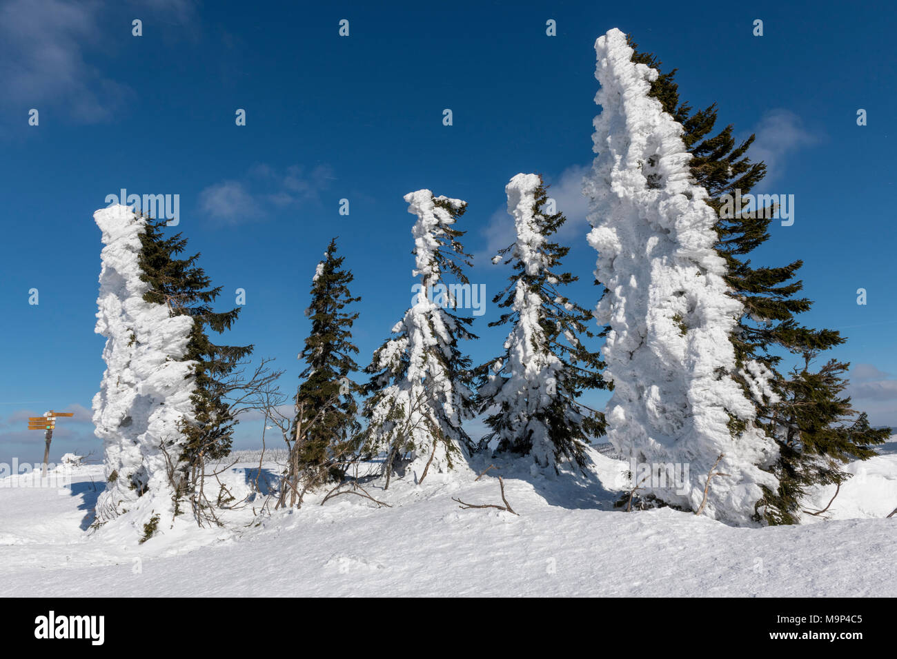 Snowy trees on the top of the Lusen, Bavarian Forest National Park ...