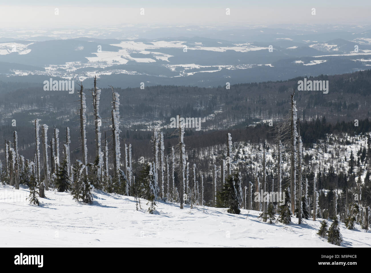 View from the top of the lusen hi-res stock photography and images - Alamy