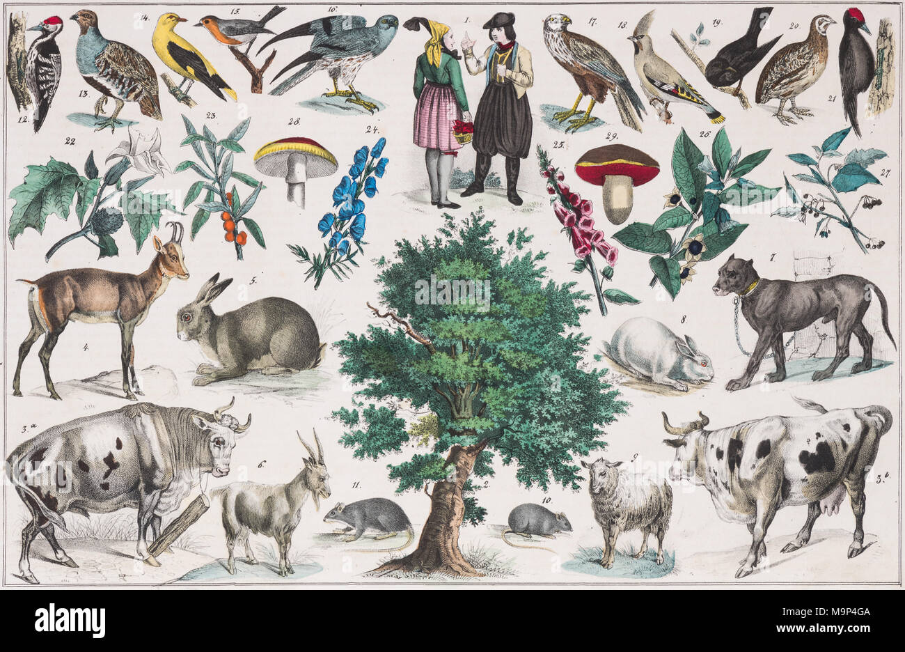 Zone painting Central Europe, german lowlands, from Natural History and ...