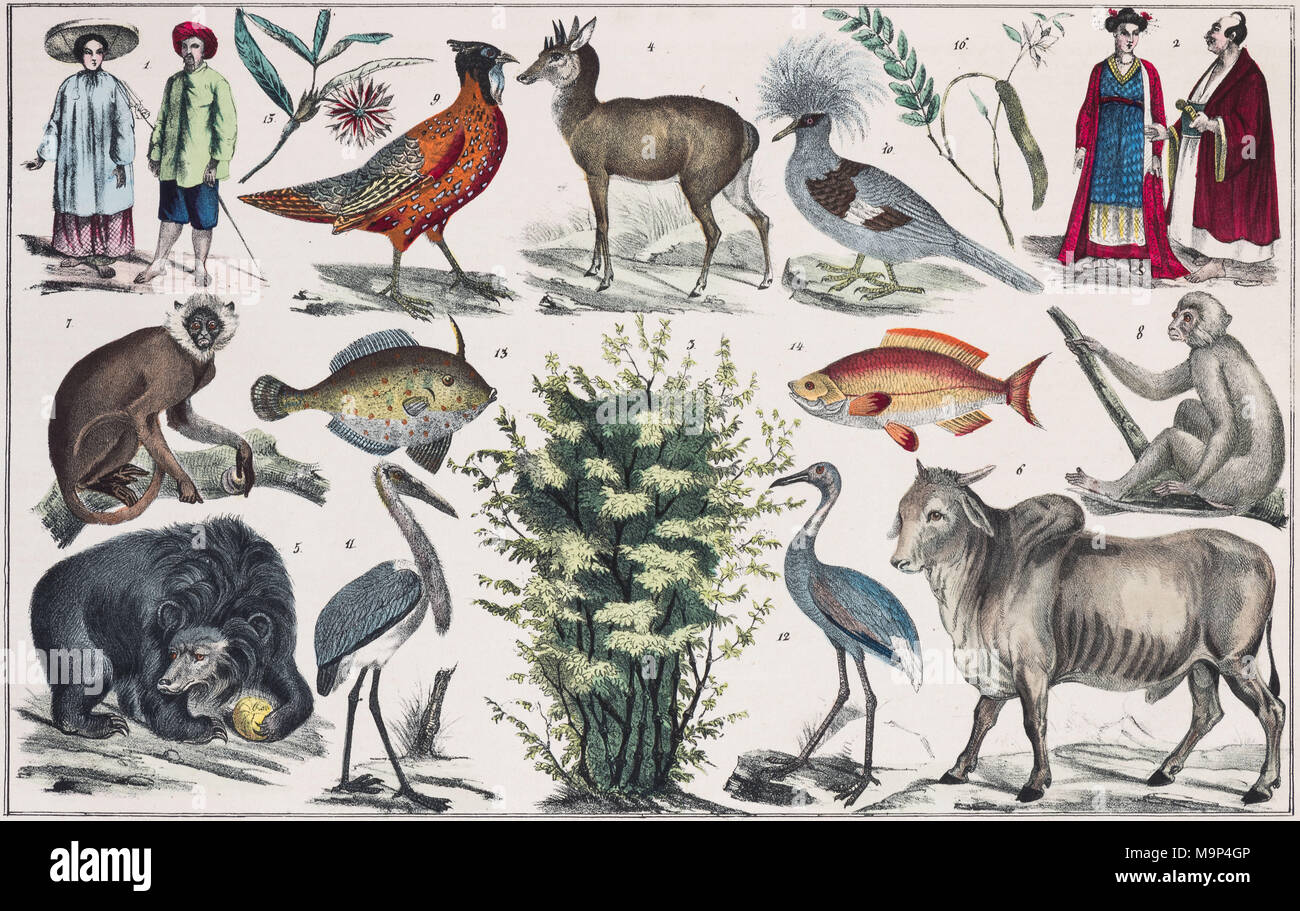 The manchurian alpine country hi-res stock photography and images - Alamy