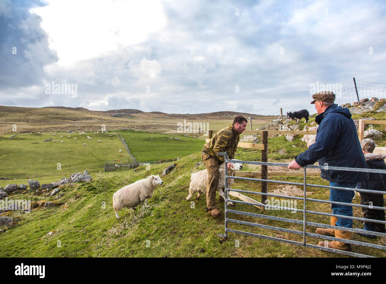 Shepherds herding sheep against vast hilly grassland, Scotland, UK ...