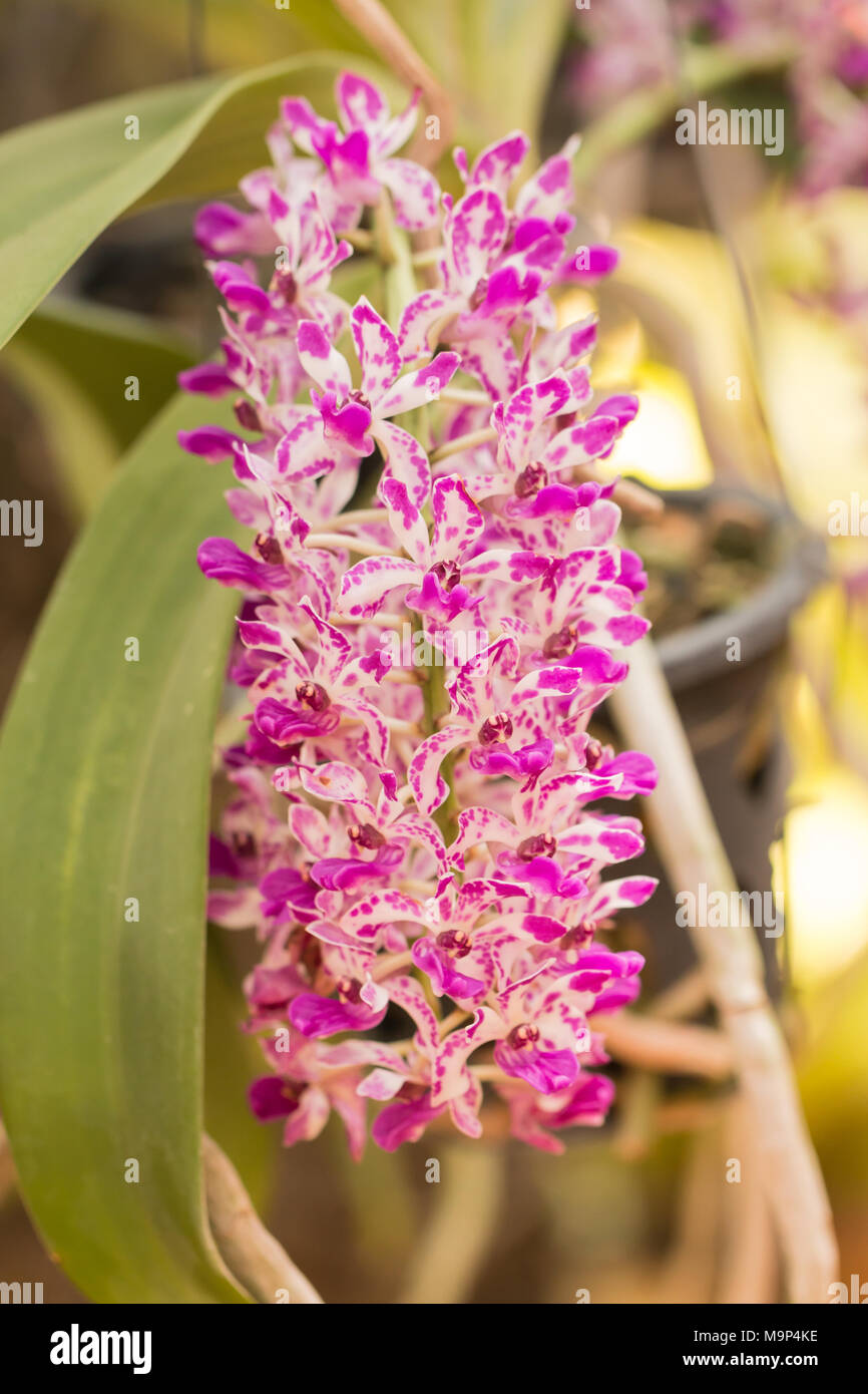 Pink orchids in garden Stock Photo - Alamy