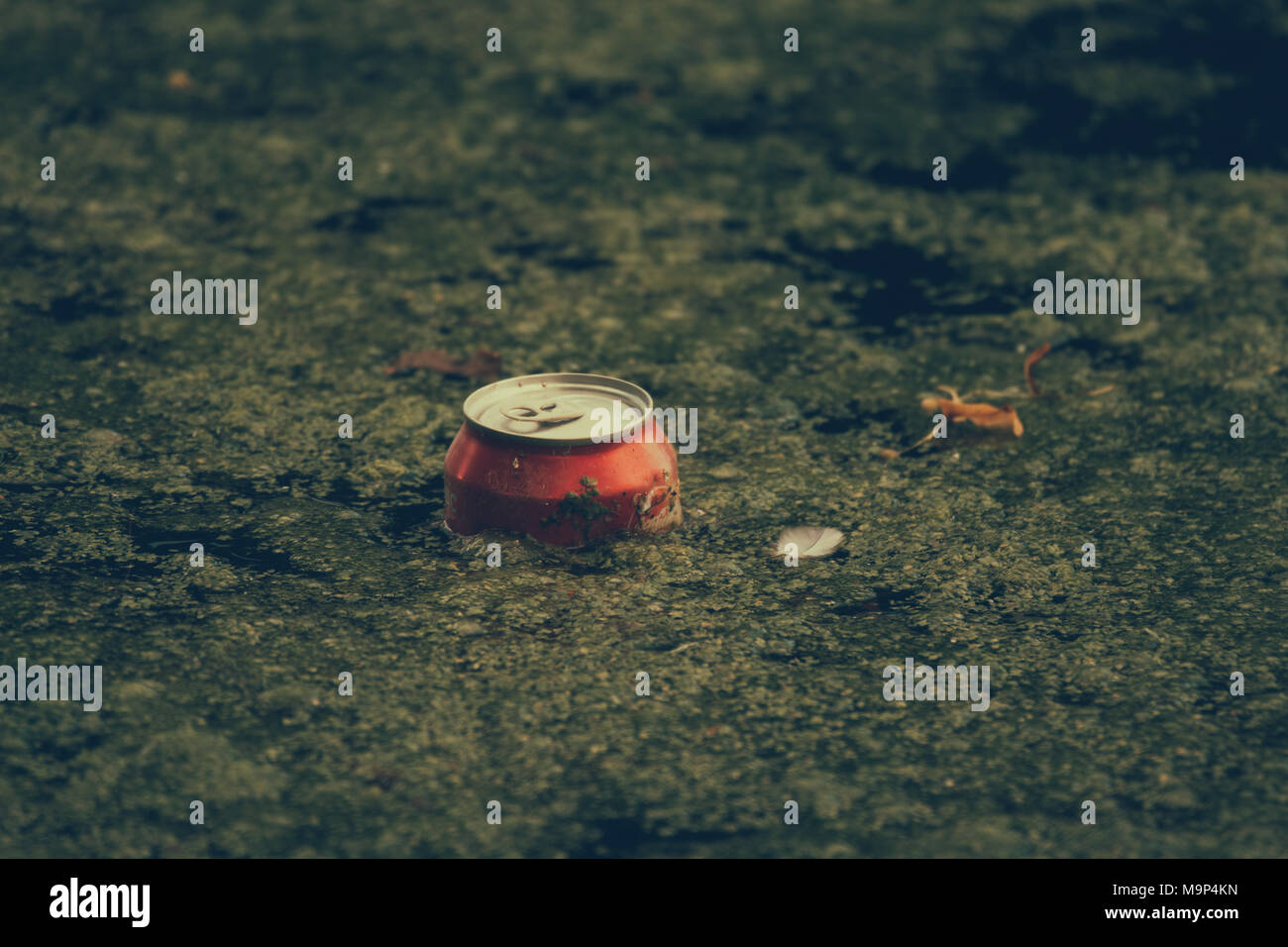 Swamp pea hi-res stock photography and images - Alamy