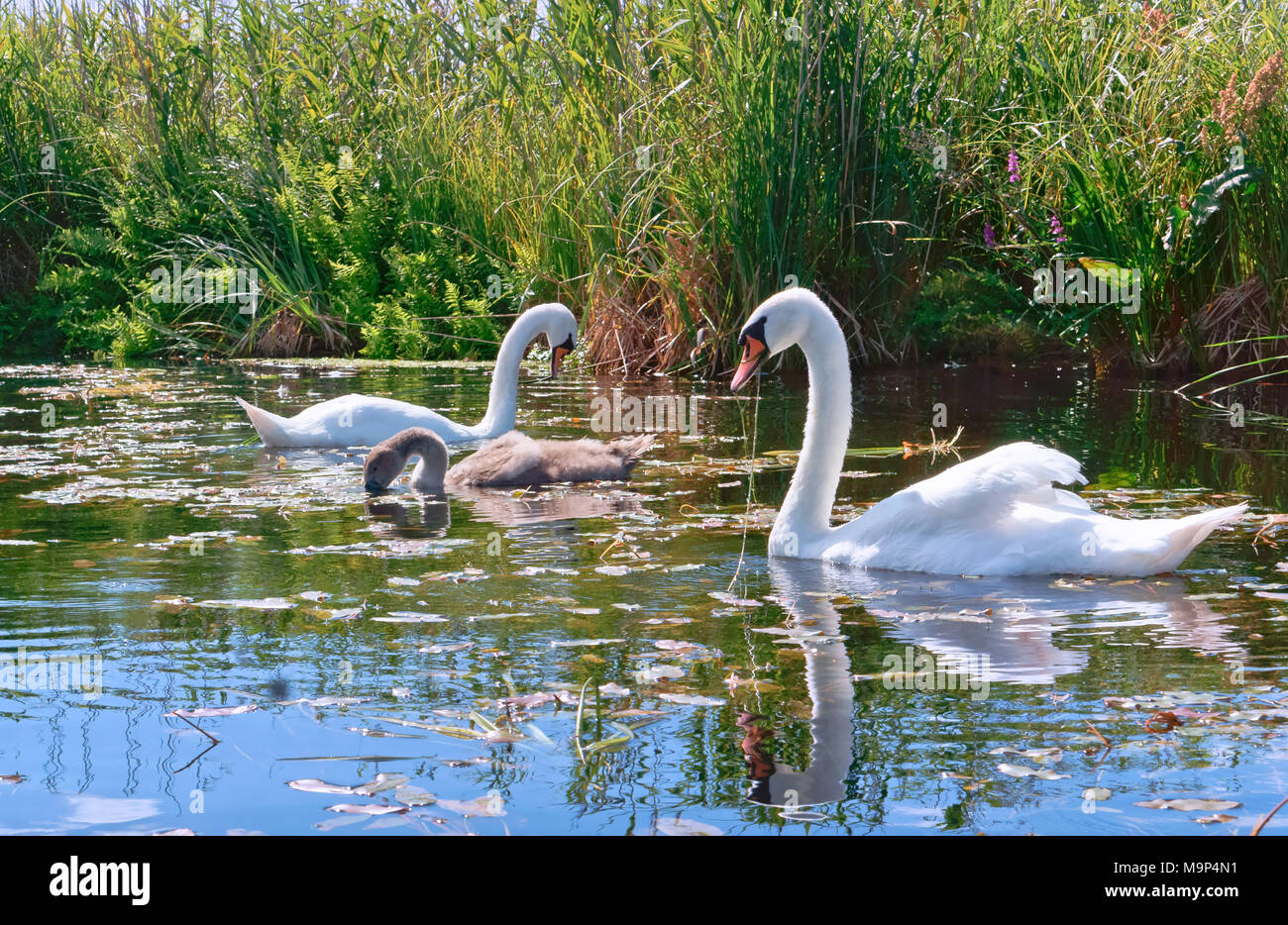 Young swans feed on shore hi-res stock photography and images - Alamy