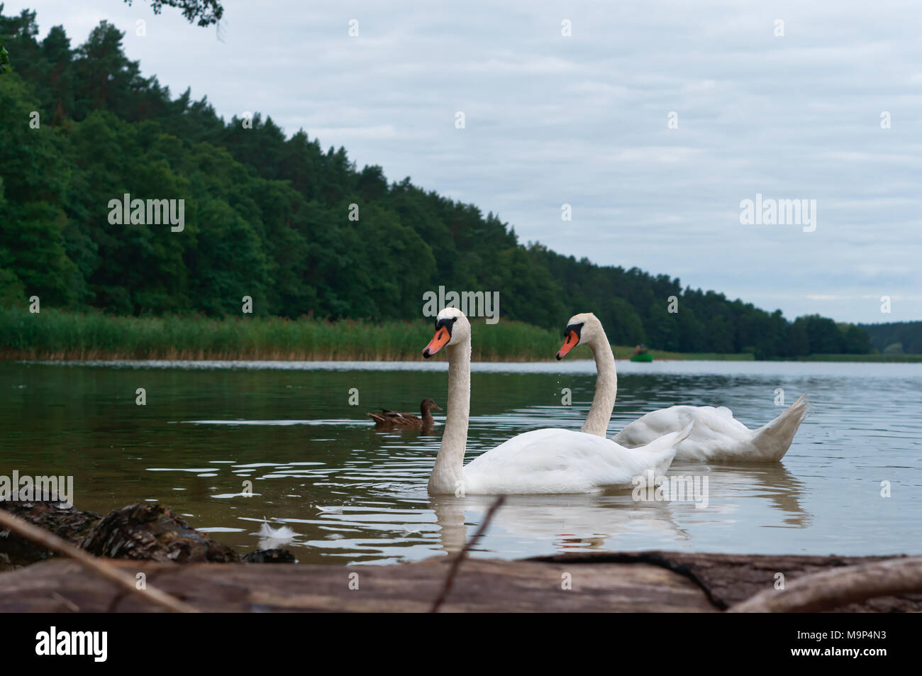 Young swans feed on shore hi-res stock photography and images - Alamy