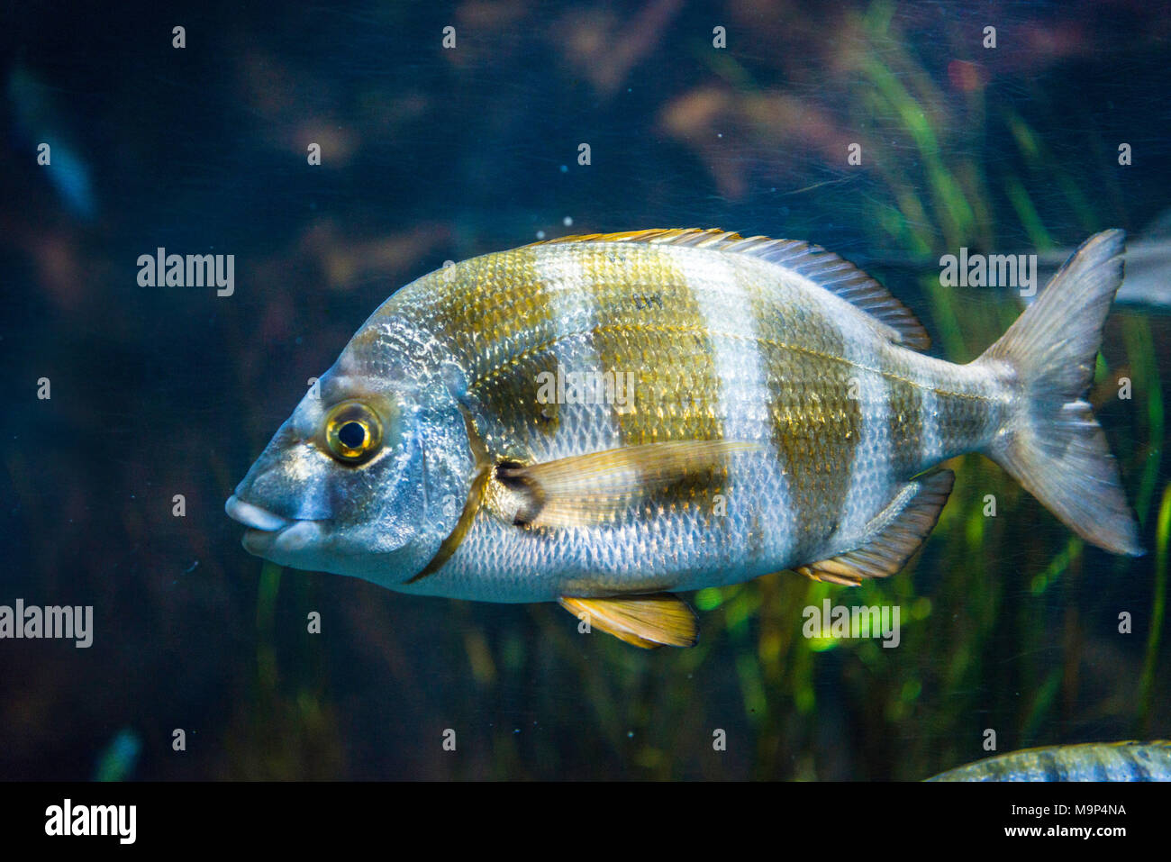 Zebra seabream hi-res stock photography and images - Alamy