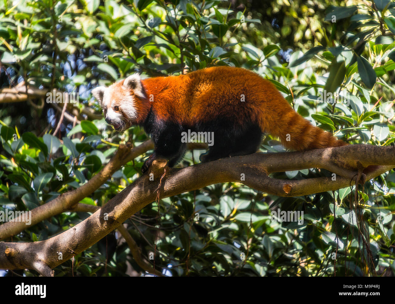 Red panda ailurus fulgens climbs in tree hi-res stock photography and ...