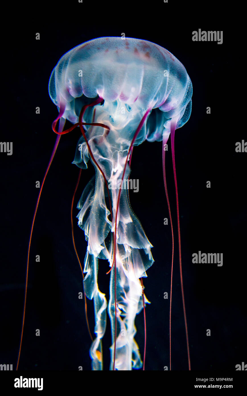 Illuminated purple-striped jellyfish (Chrysaora colorata), black ...