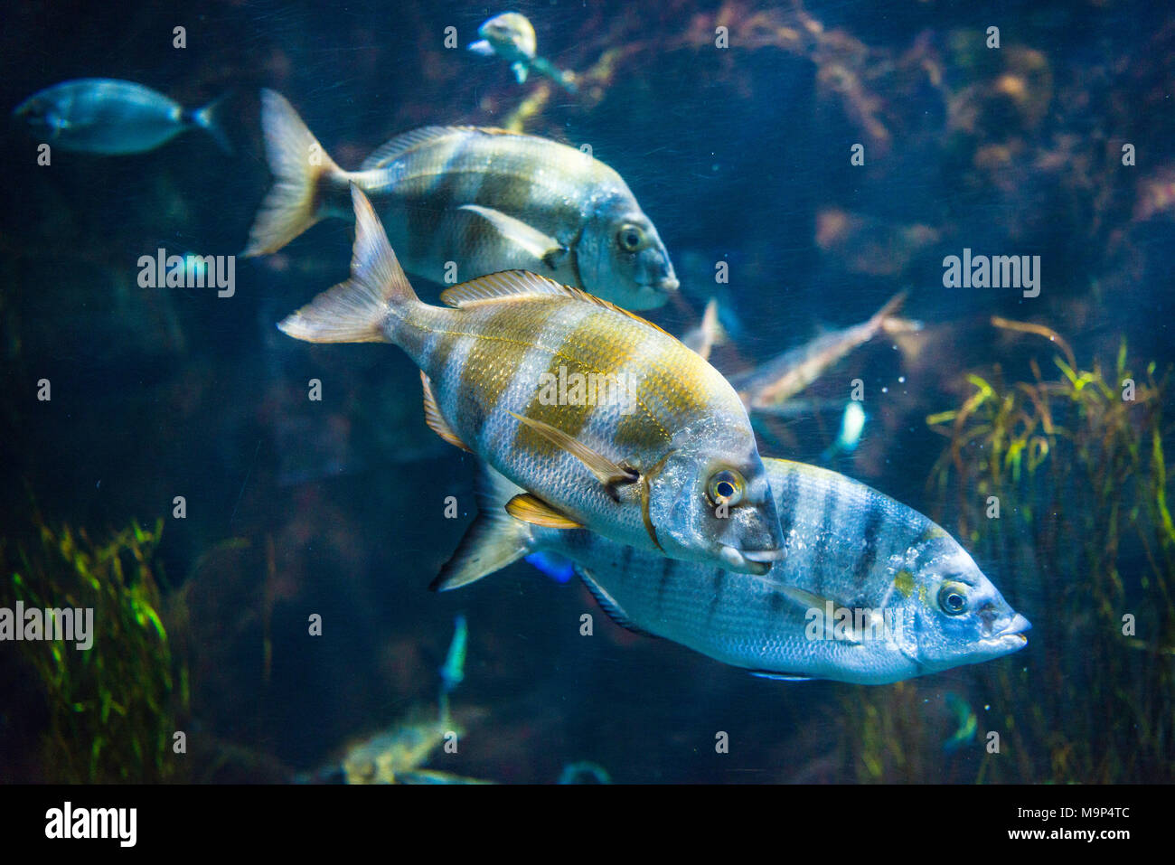 Zebra seabream (Diplodus cervinus) and sand steenbras (Lithognathus ...