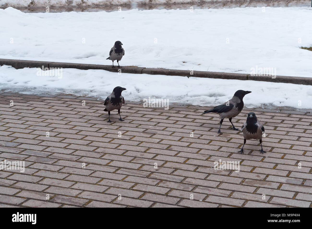 Crow road hi-res stock photography and images - Alamy