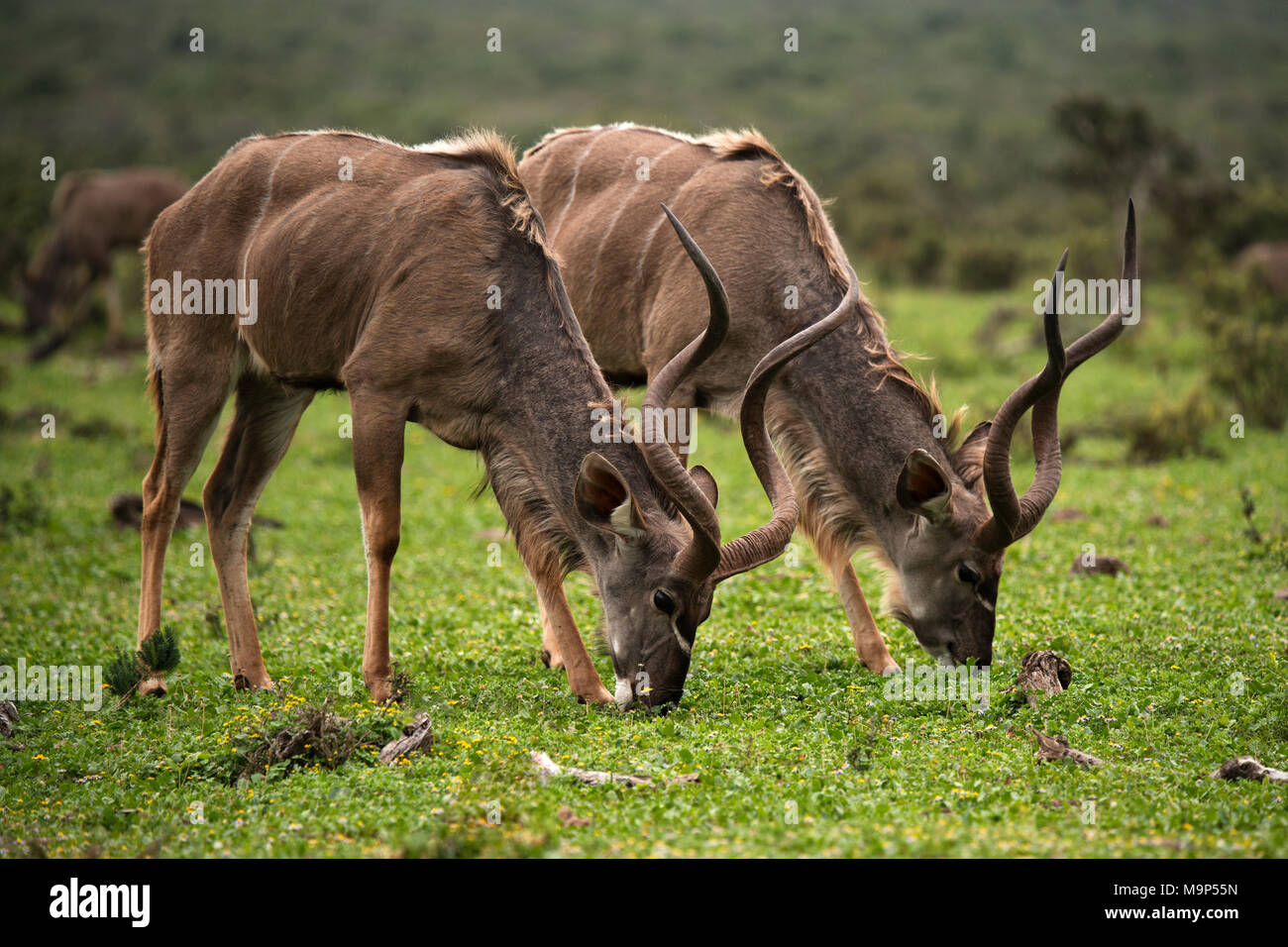 Greater kudu (Tragelaphus strepsiceros), two animals grazing side by ...