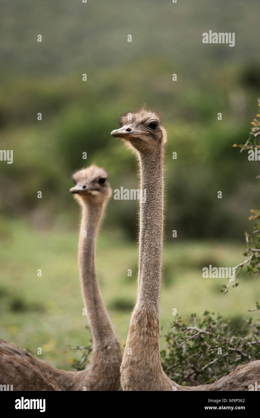 African Ostrich (Struthio camelus), two animals, Addo Elephant National ...