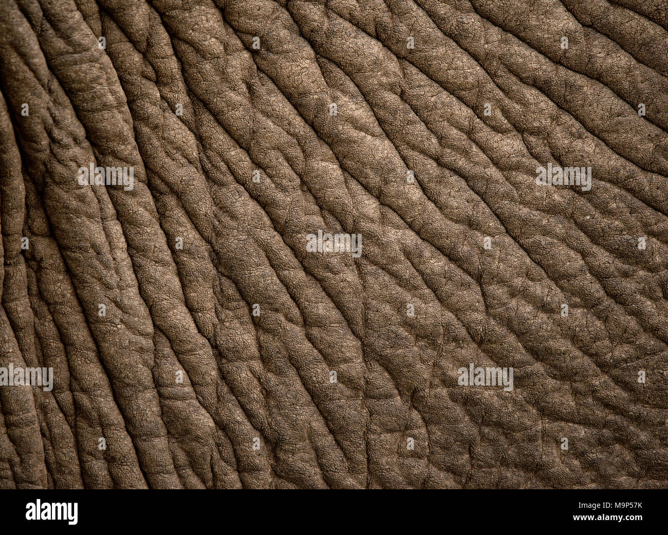Skin of an elephant (Loxodonta africana), elephant skin, detail, Addo ...