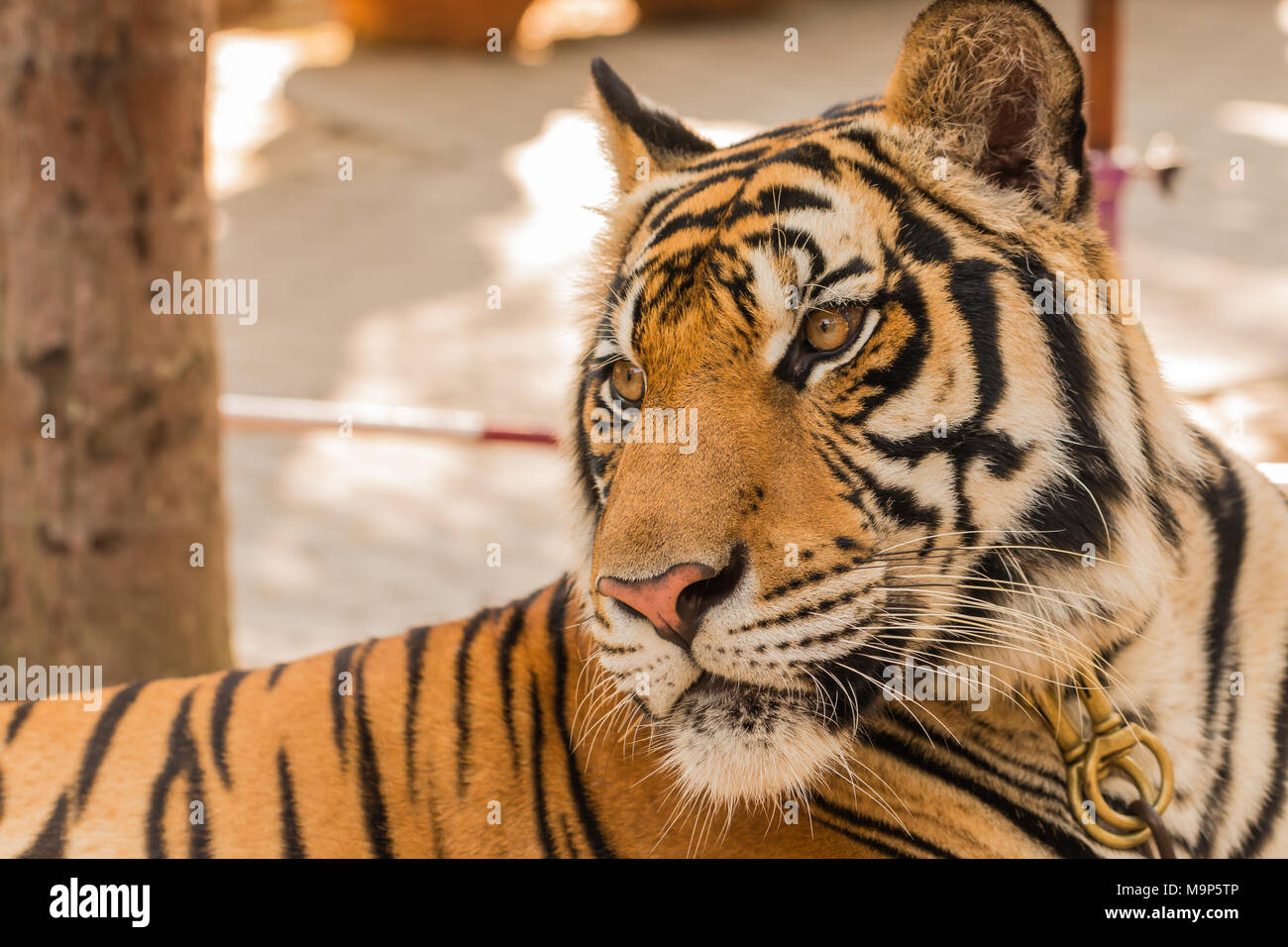close up tiger in zoo Stock Photo - Alamy