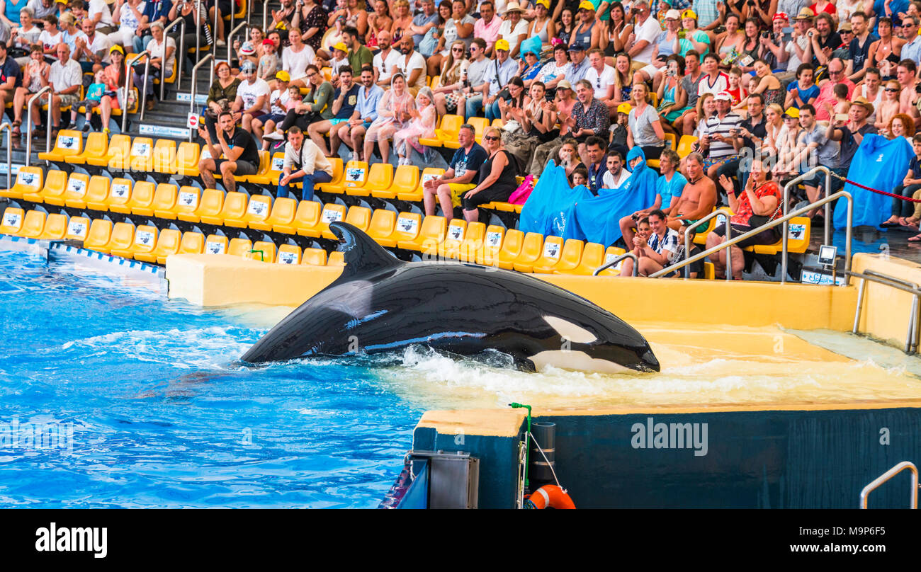 Killer whale (Orcinus orca) ashore, show, captive, Loro Parque, Puerto ...