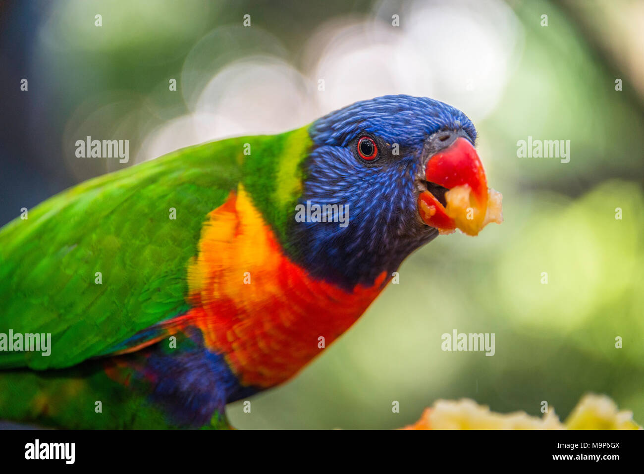 Blue cheeked lory hi-res stock photography and images - Alamy