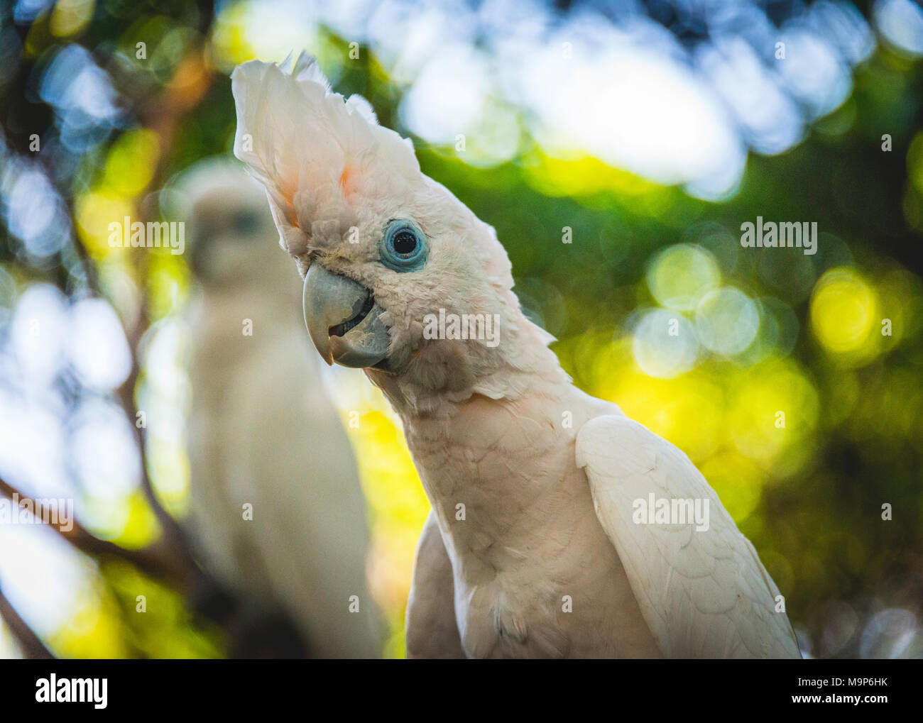 Animal portrait of a White Cockatoo (Cacatua alba), captive, occurrence ...