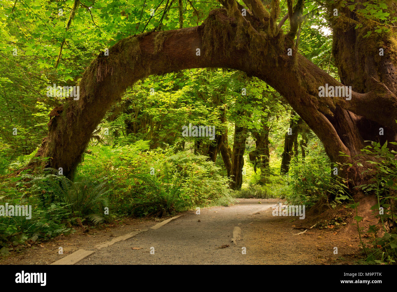 Tree arch olympic national park hi-res stock photography and images - Alamy