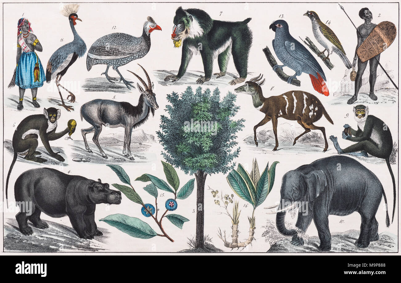 Zone painting, Middle Africa, Lower Guinea, from natural history and ...