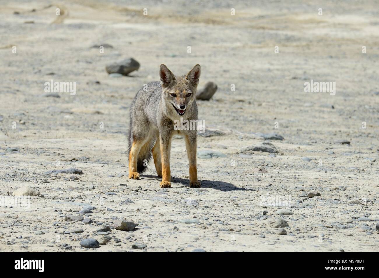 Desert fox argentina hi-res stock photography and images - Alamy