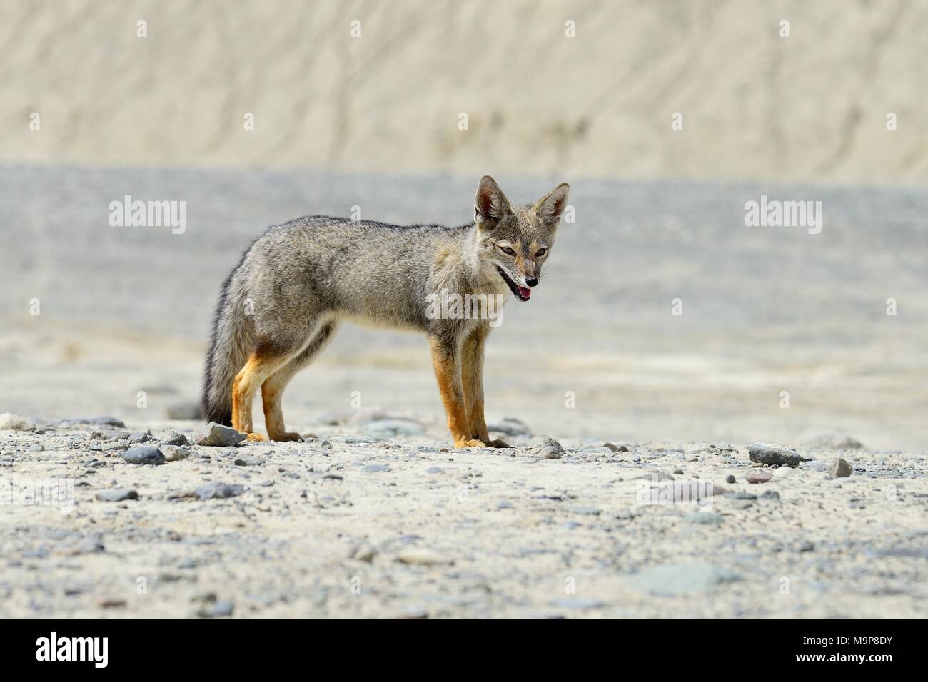 Desert fox argentina hi-res stock photography and images - Alamy