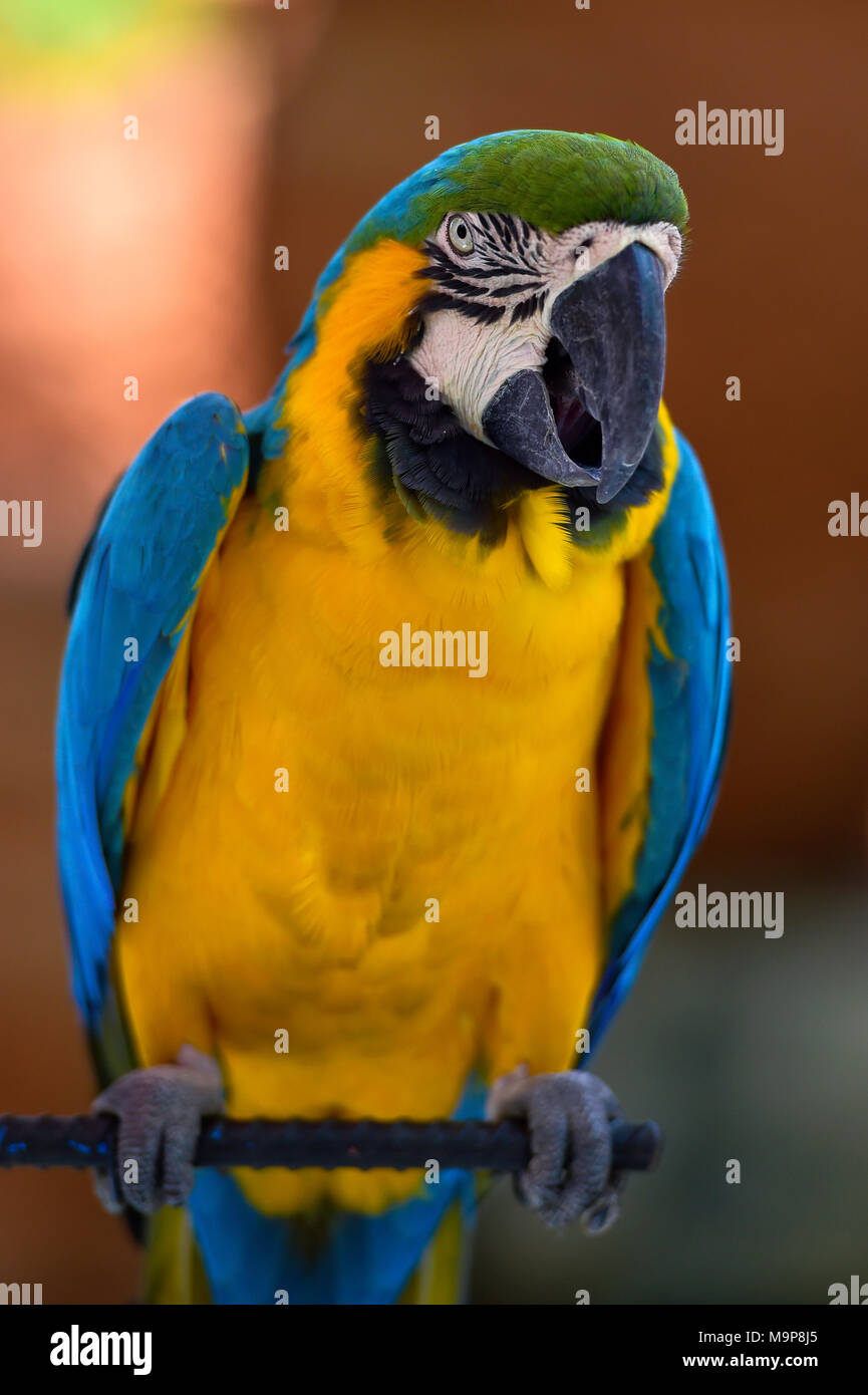 Blue And Yellow Macaw Stock Photos & Blue And Yellow Macaw Stock Images ...