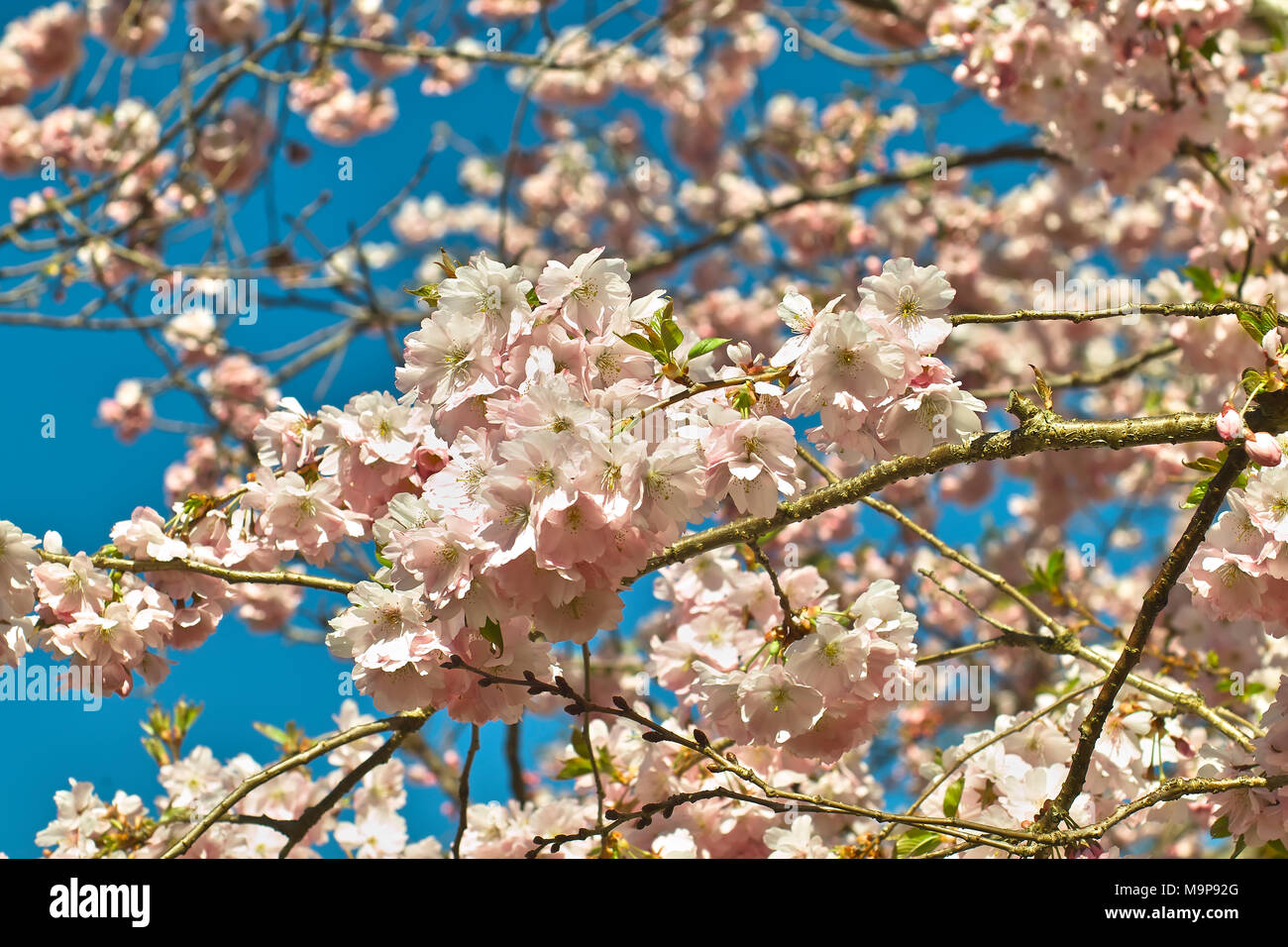 Pink flowering spring cherry Accolade, Prunus serrulata (prunus ...
