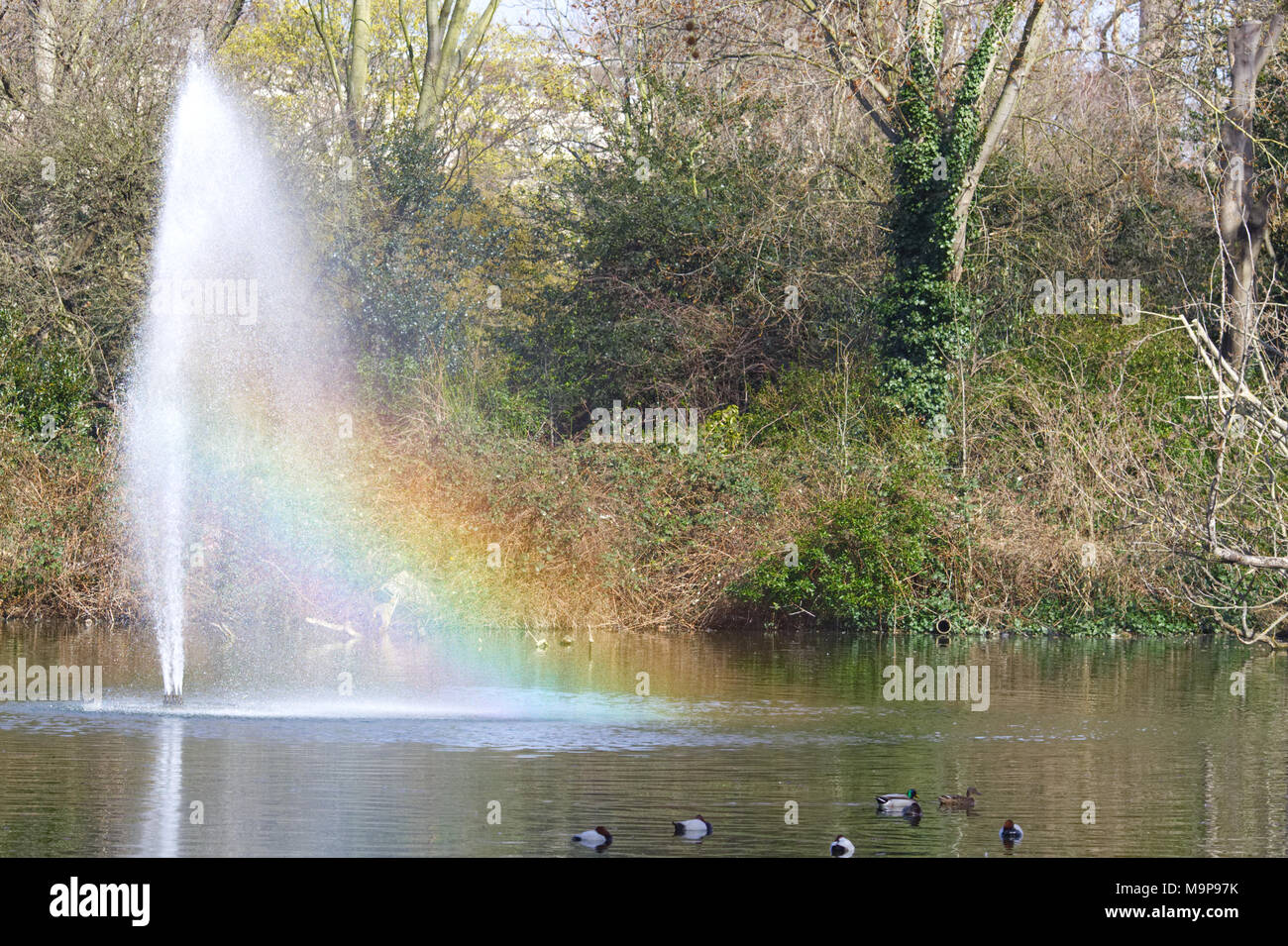 reflection rainbow appearing from a water fountain on a lake Stock ...