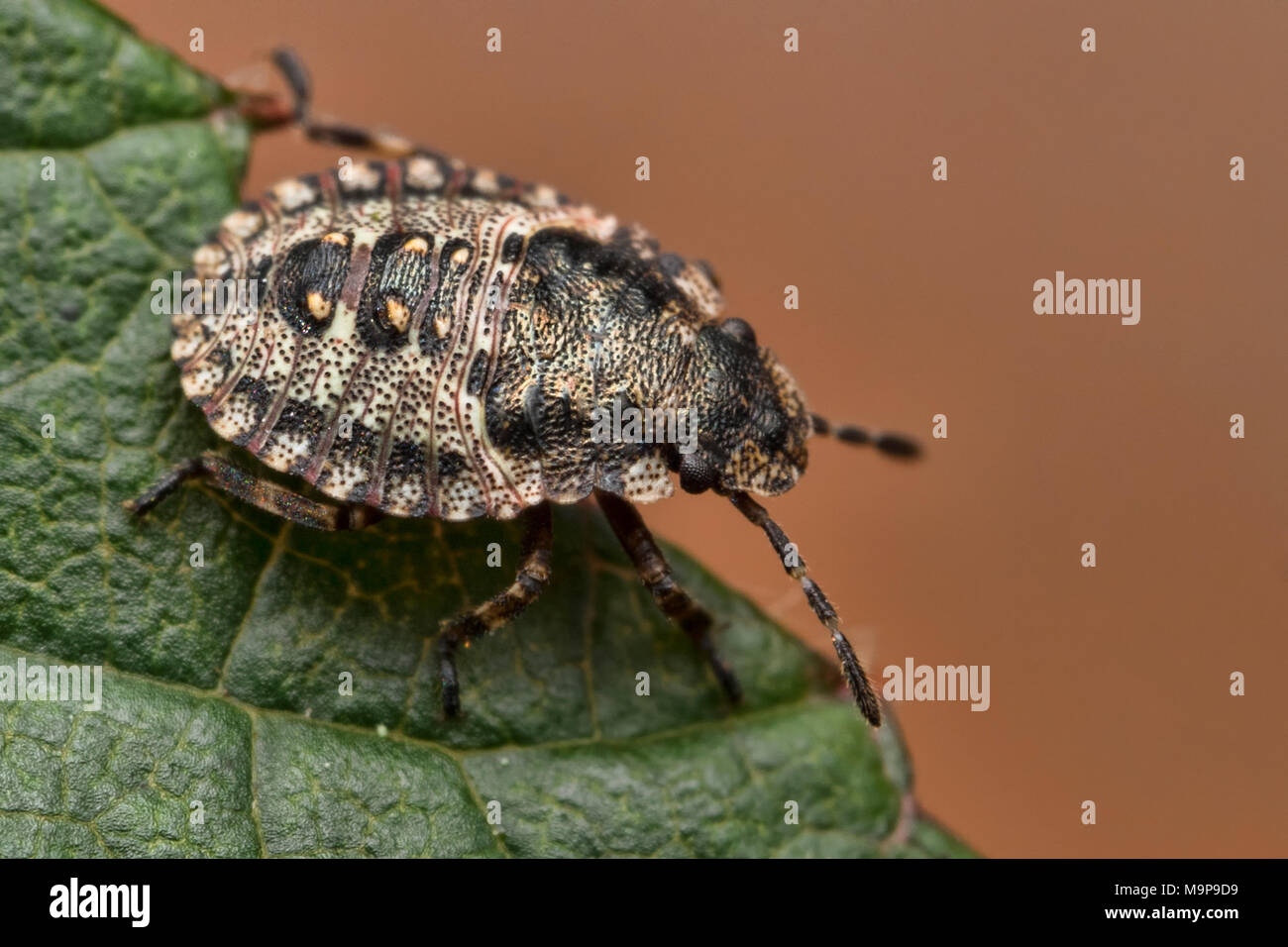 First instar nymph hi-res stock photography and images - Alamy
