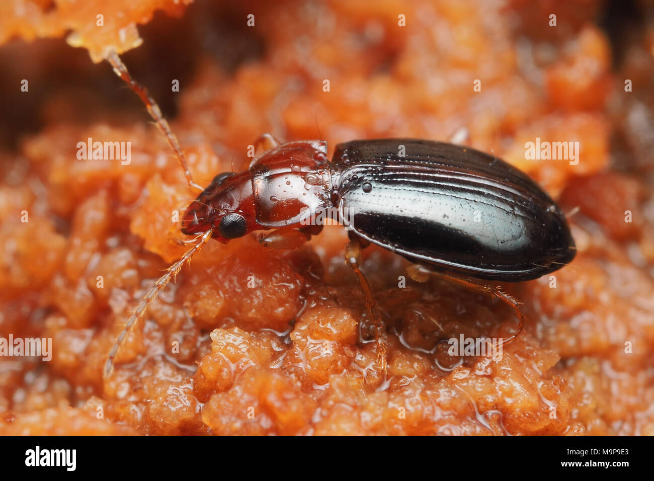 Ground Beetle (Ocys tachysoides) resting on wet tree stump. Tipperary ...