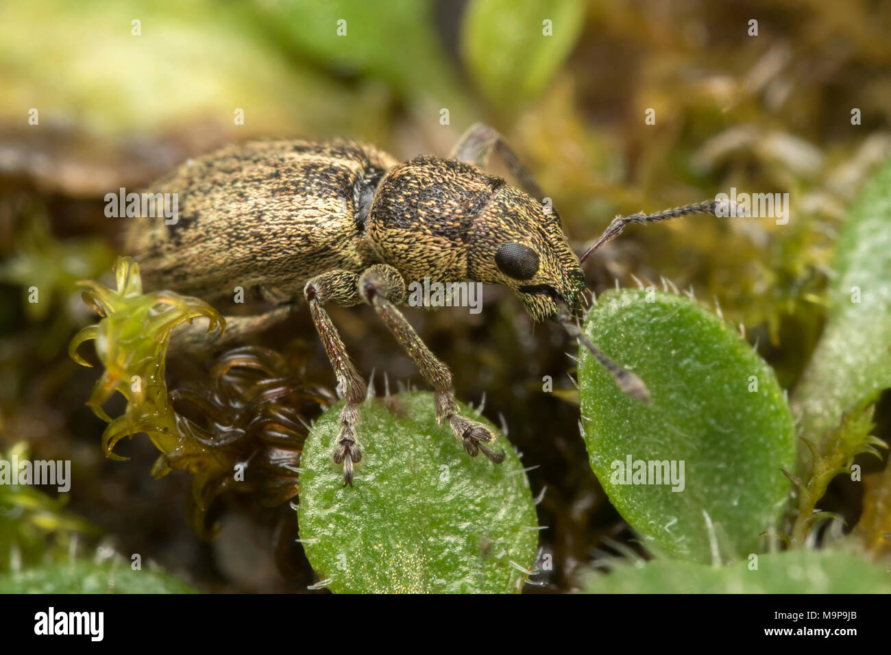 Weevil beetle in nature hi-res stock photography and images - Alamy