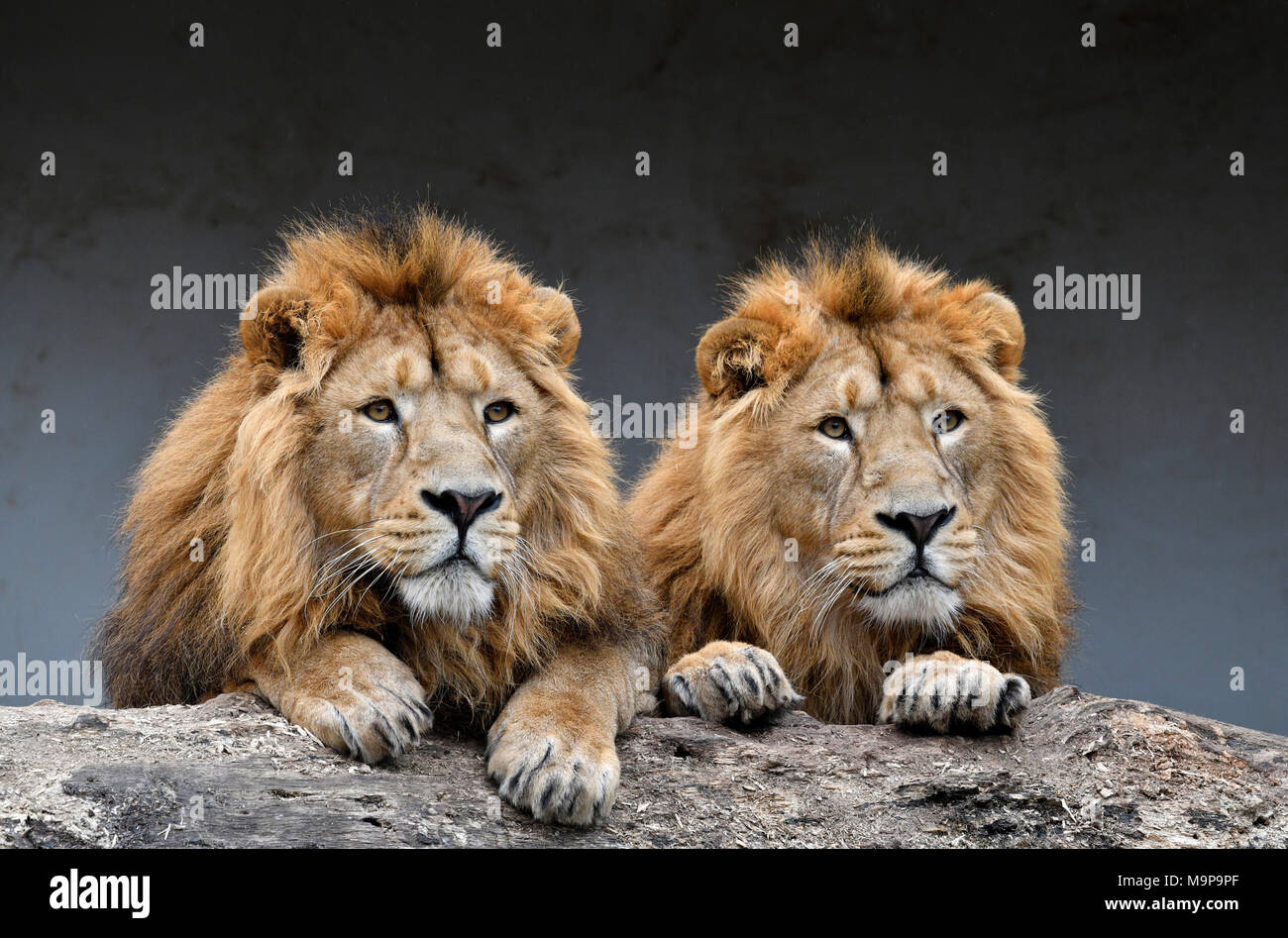 Asiatic Lions (Panthera leo persica), two males side by side, animal ...