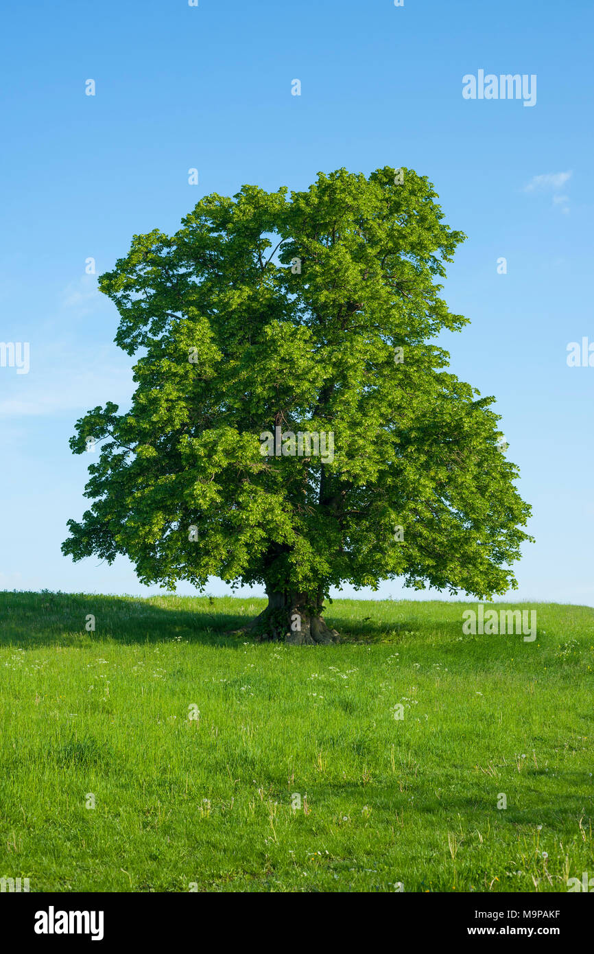 Some 400 years old hi-res stock photography and images - Alamy