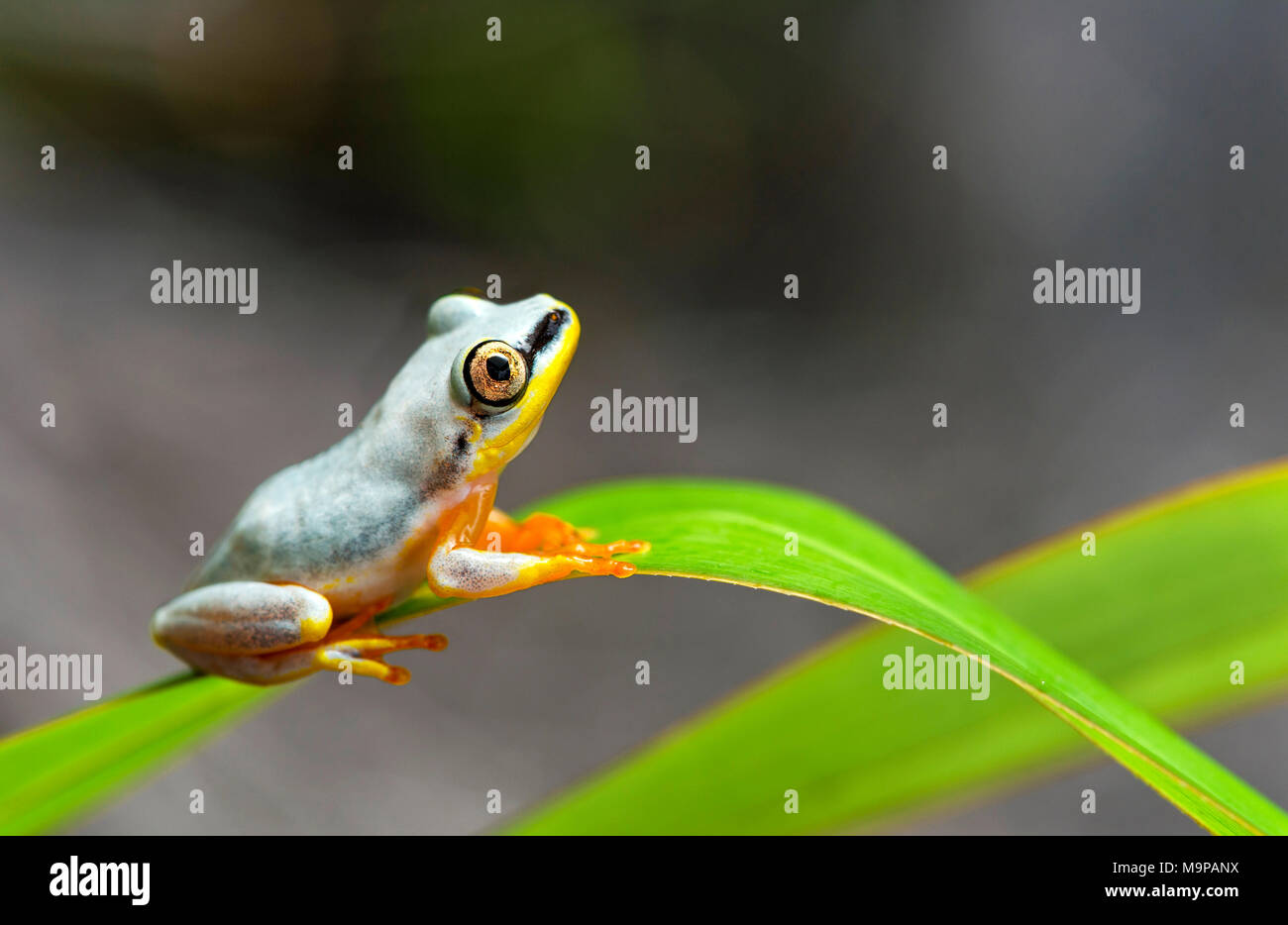 Blue-Back Reed Frog (Heterixalus madagascariensis), Akanin Ny Nofy ...
