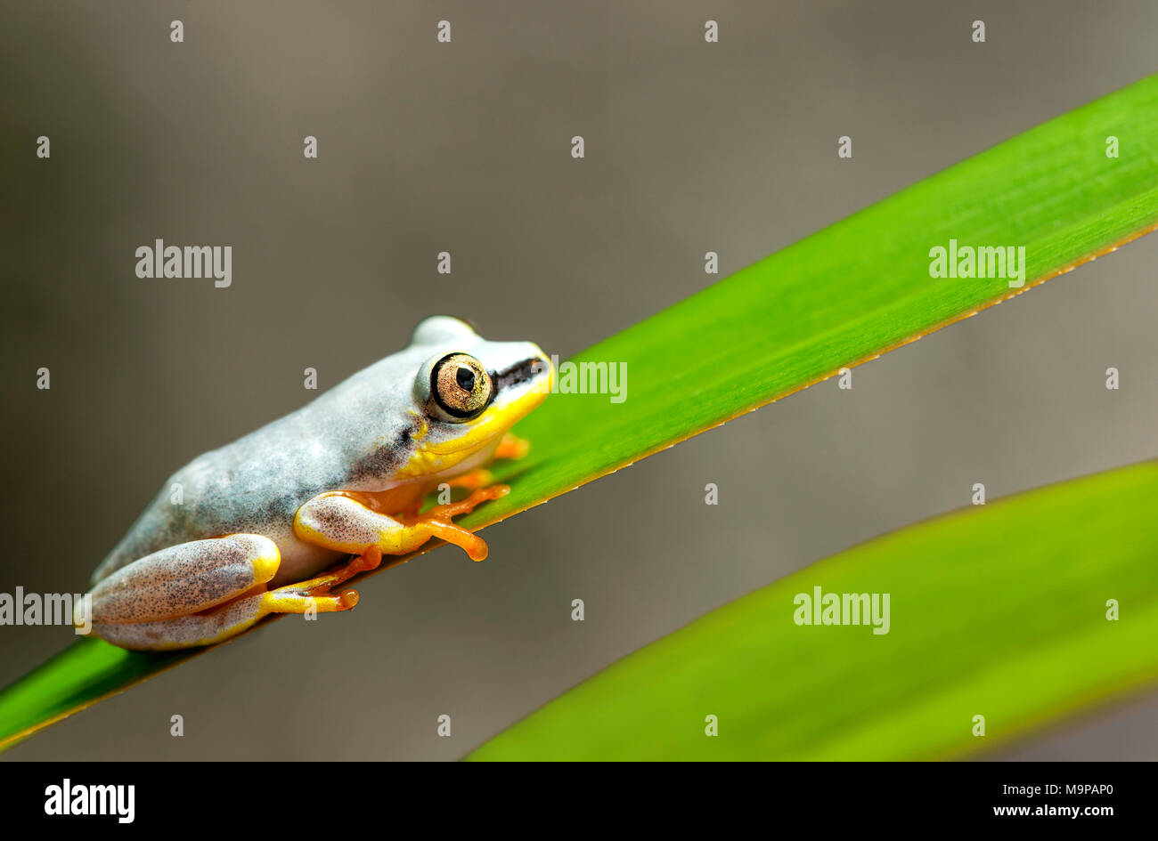 Blue-Back Reed Frog (Heterixalus madagascariensis), Akanin Ny Nofy ...