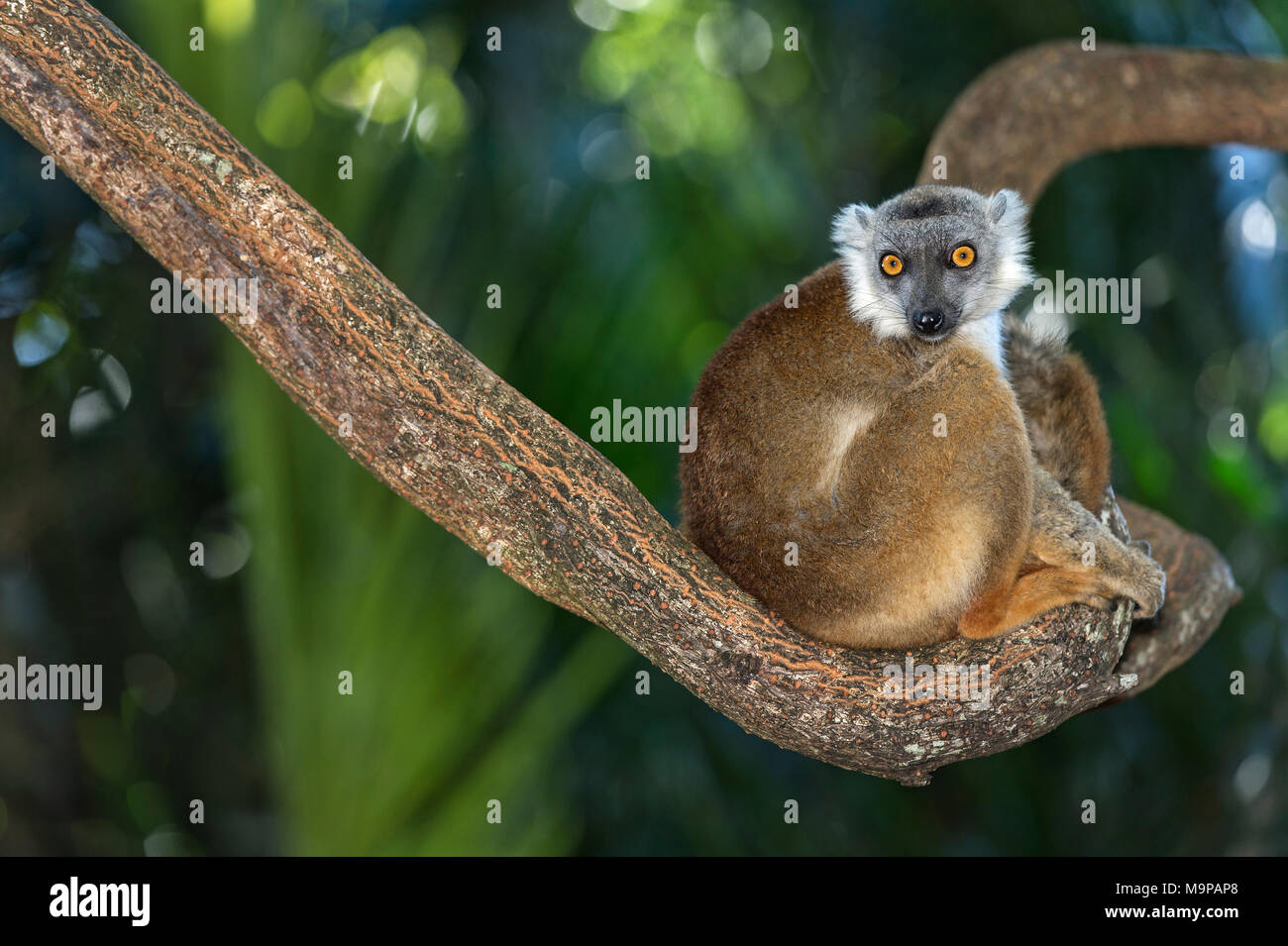 Lemuridae hi-res stock photography and images - Alamy