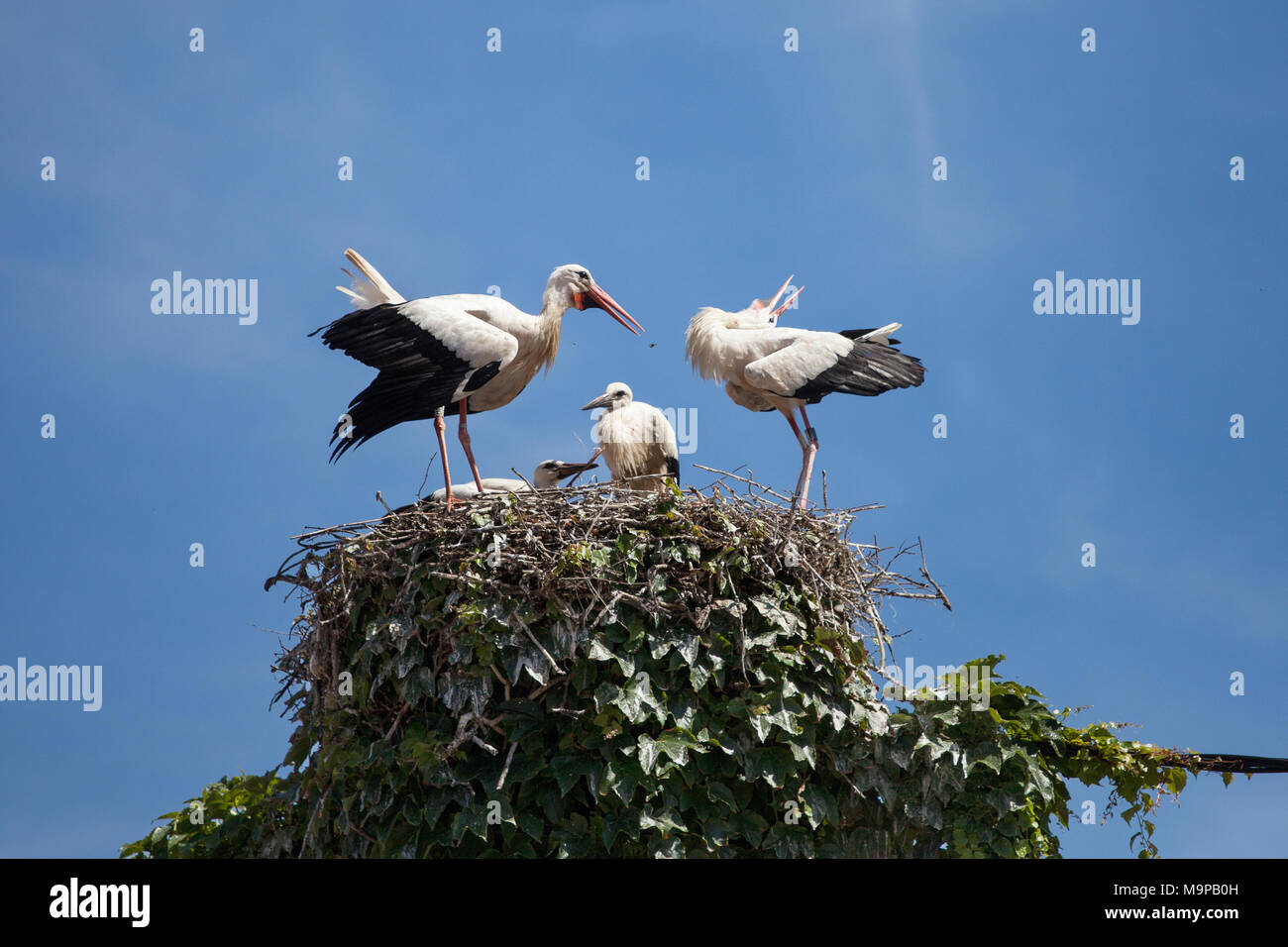 Spanish family young people hi-res stock photography and images - Alamy