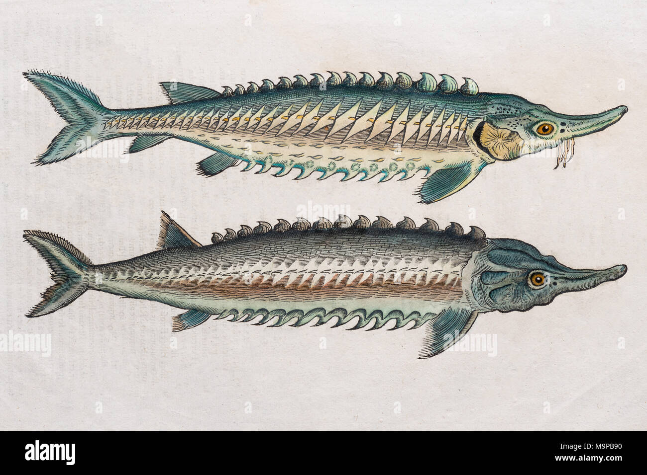 Sturgeons (Acipenseridae), hand-coloured woodcut by Pietro Andrea ...