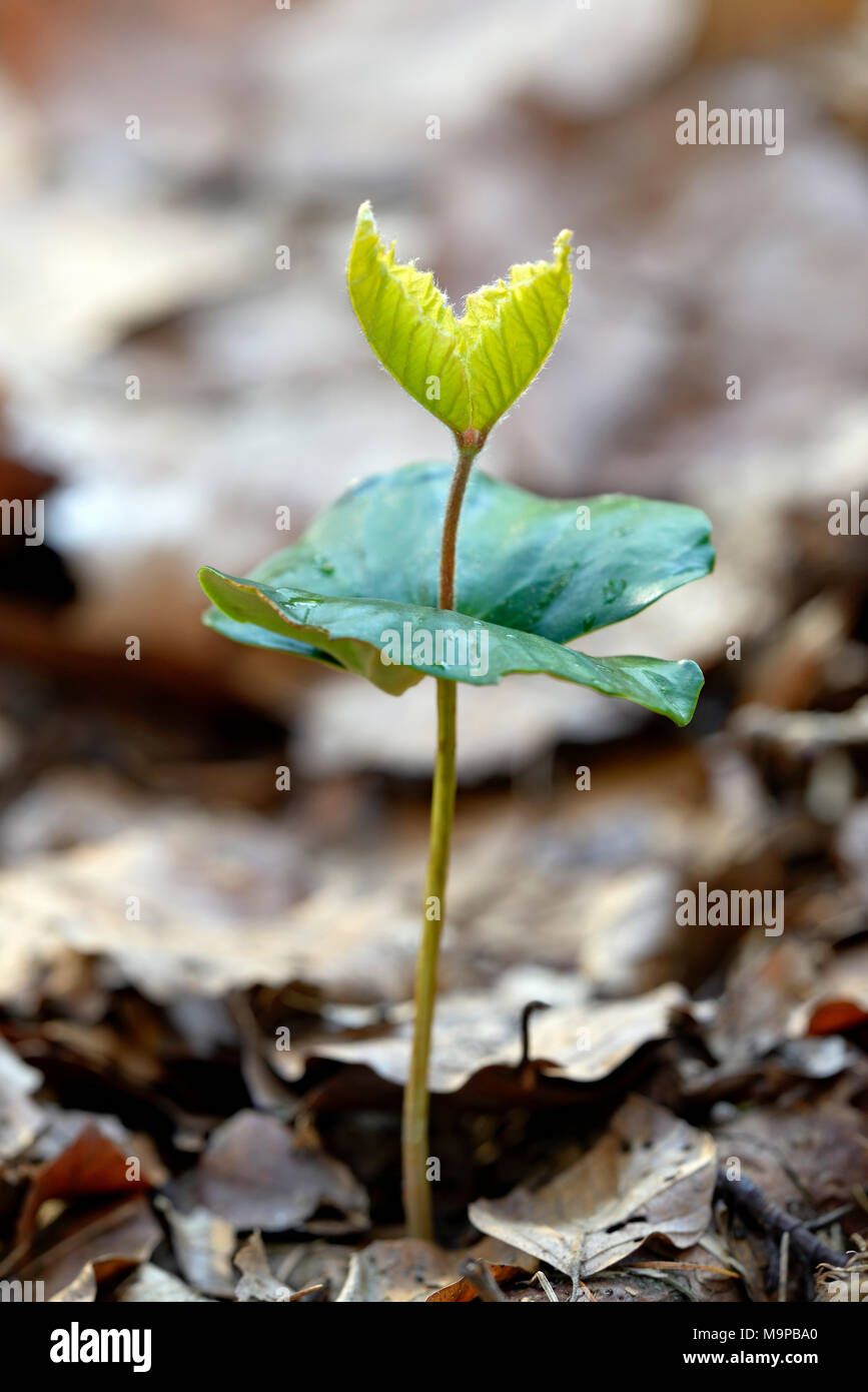 Common beech (Fagus sylvatica), beech seedling, seedling in deciduous ...