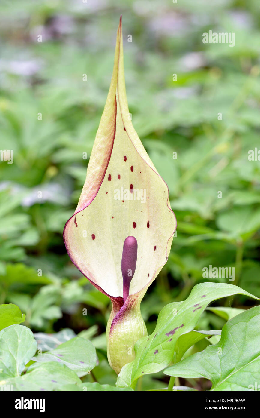 Wild arum hi-res stock photography and images - Alamy